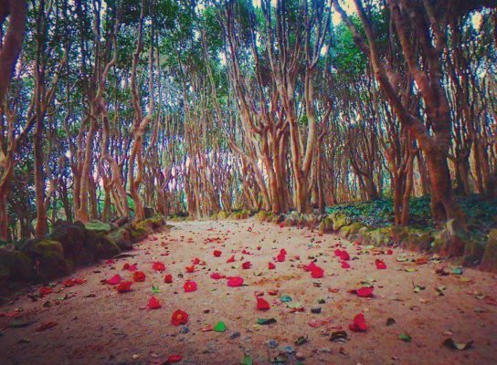 Kasayama Camellia Gregarious Plants Forest | Stunning Views
