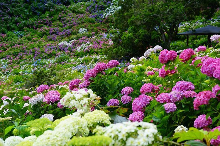 Hattori Farm Hydrangea Mansion | Stunning Views